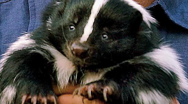 Would You Adopt a Skunk?