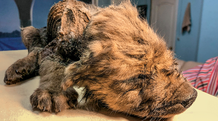 Is This Prehistoric Puppy Man’s First Best Friend?