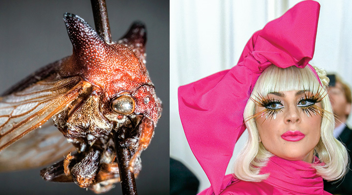 This Bug Was Born This Way