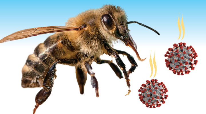 These Bees Can Smell Covid