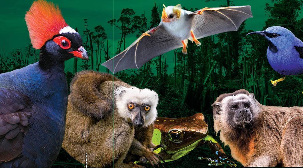Disappearing Habitats