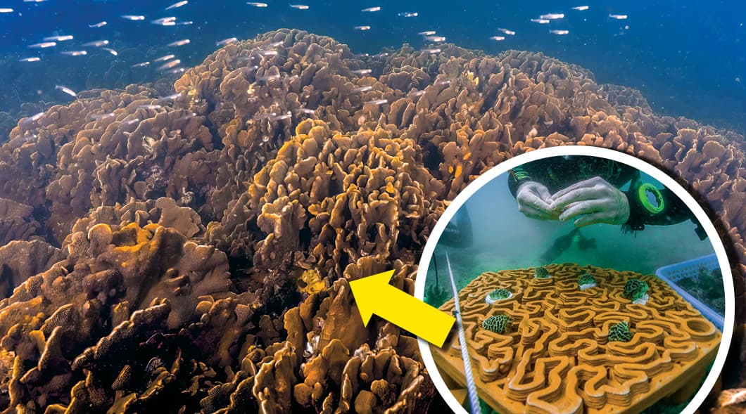 Can 3-D Printing Save Coral Reefs?