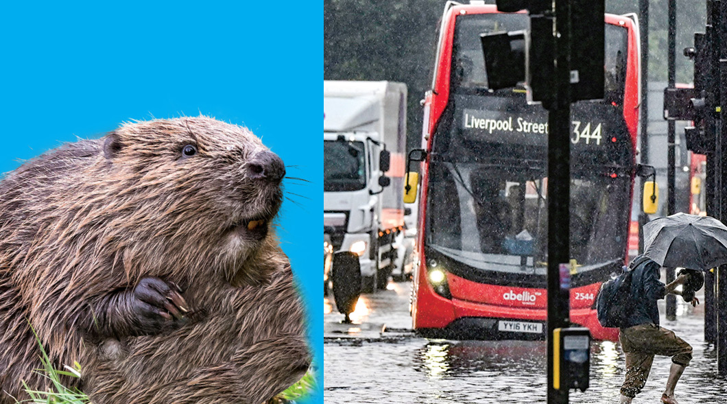 Bringing Beavers Back