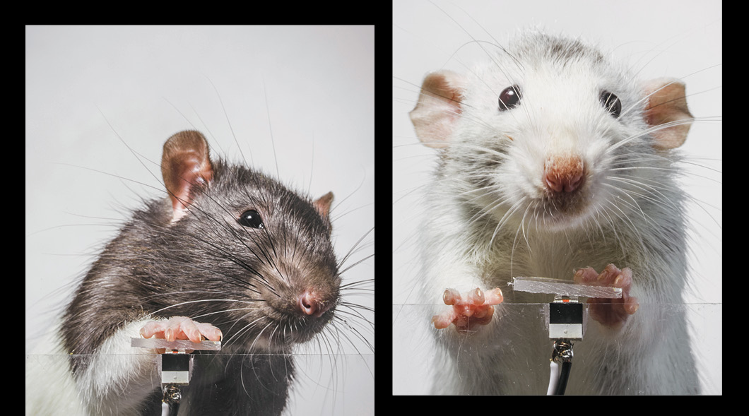 Rat Selfies!
