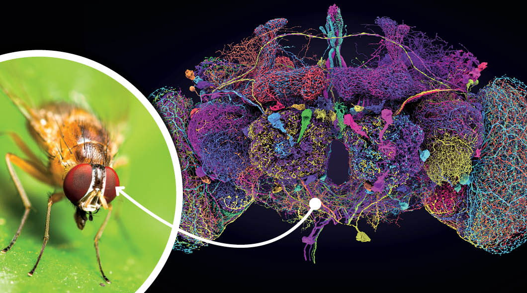 Inside a Fruit Fly’s Brain