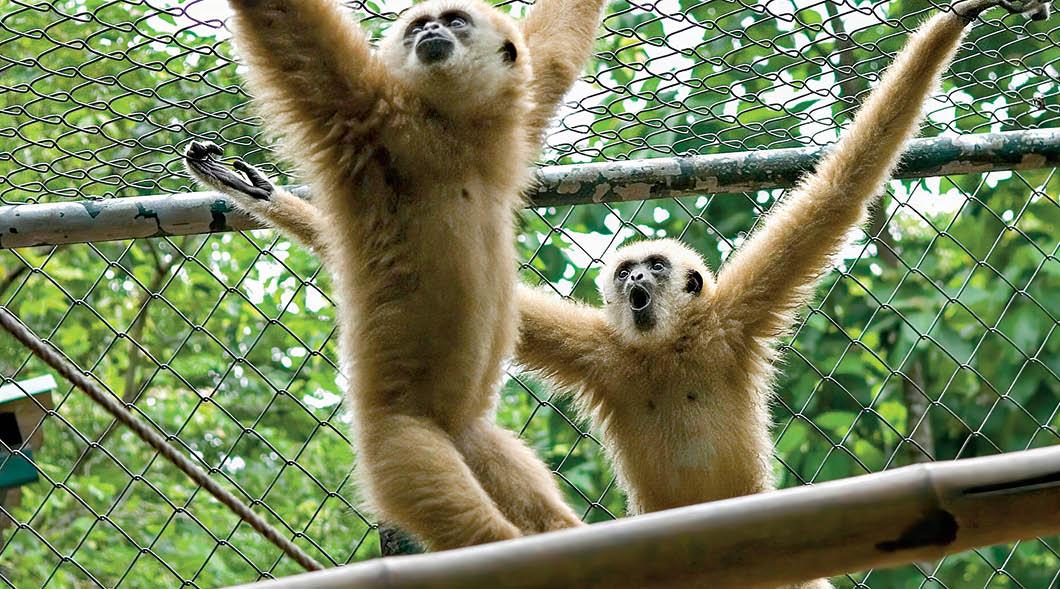 These Apes Can Dance