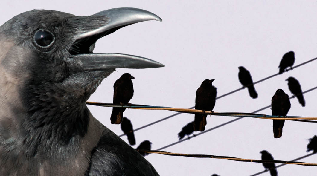 When Crows Attack