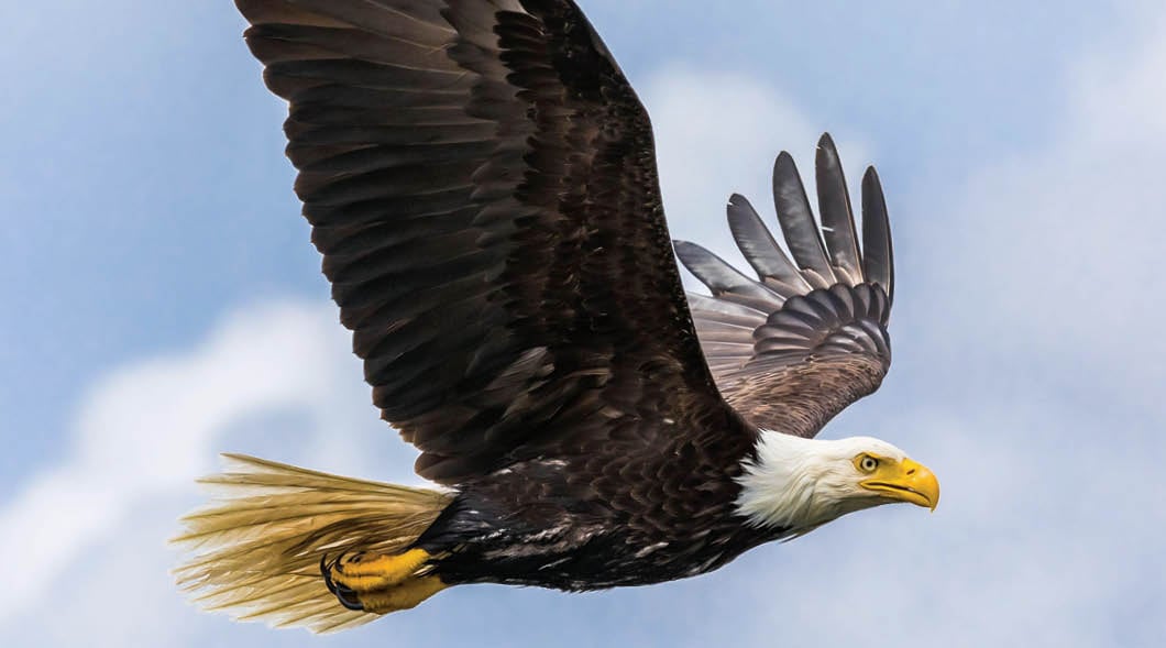 Our “New” National Bird