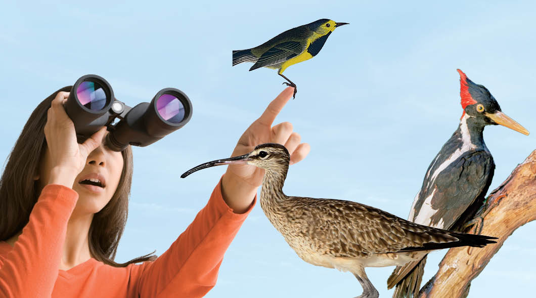 Help Find the ‘Lost Birds’